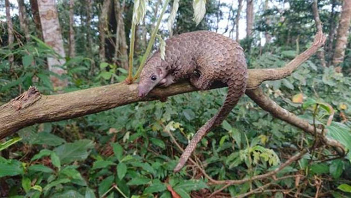Le pangolin, une espèce protégée à préserver au Gabon. - 7joursinfo.com